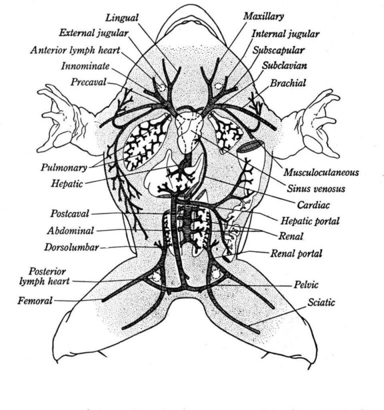External Frog Anatomy Anatomy Worksheets external-frog-anatomy-anatomy-worksheets