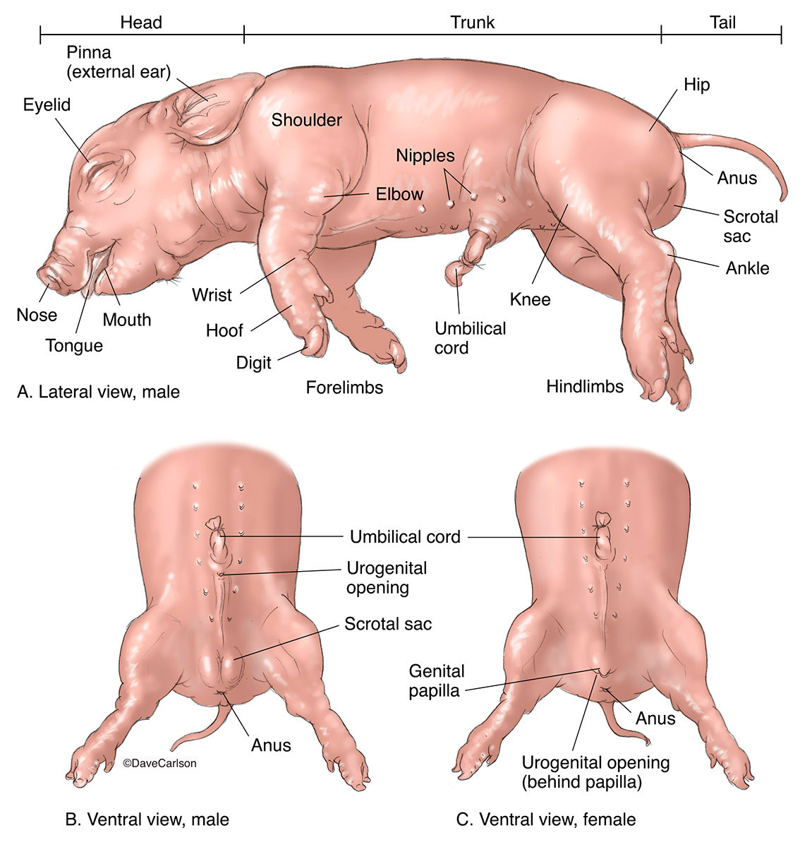 Female Fetal Pig Anatomy And Simulated Dissection Worksheet Anatomy 