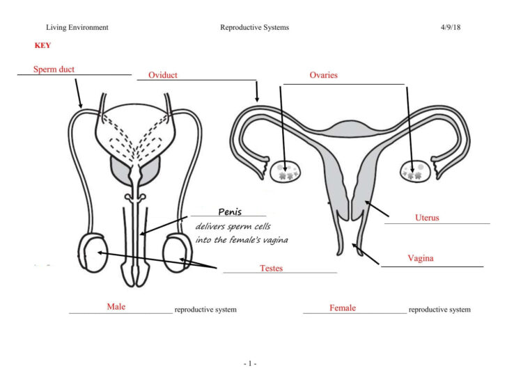 Female Reproductive System Worksheet Db Excel | Anatomy Worksheets