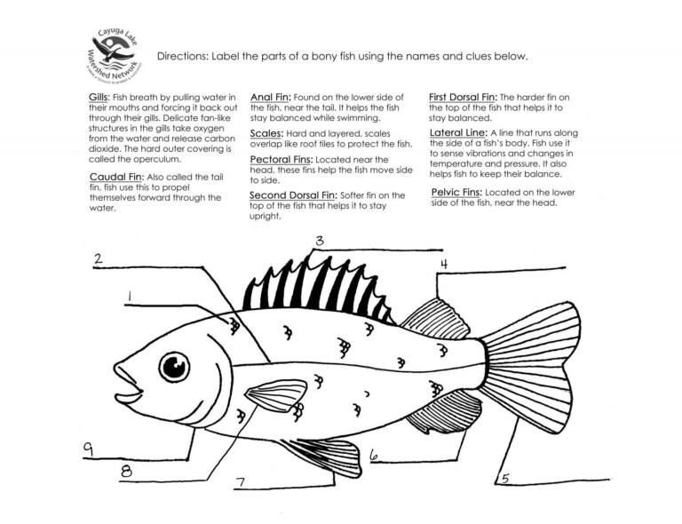 Fish Anatomy Worksheet Free Printable | Anatomy Worksheets