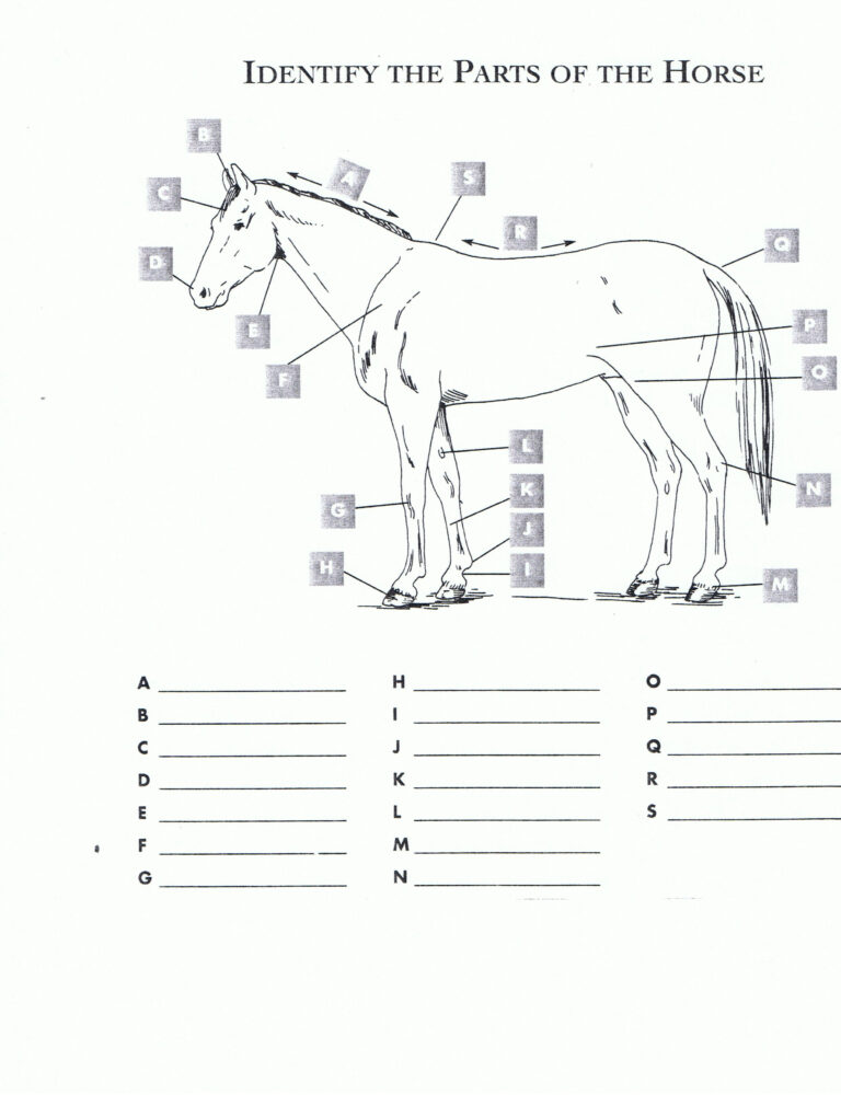 Printable Horse Anatomy Worksheets | Anatomy Worksheets