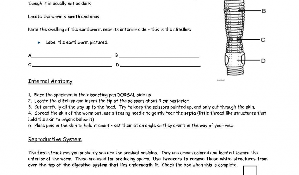 Earthworm Anatomy Worksheet Answer Key Anatomy Worksheets
