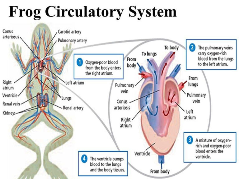 Frog Dissection Worksheet Answers Anatomy Worksheets