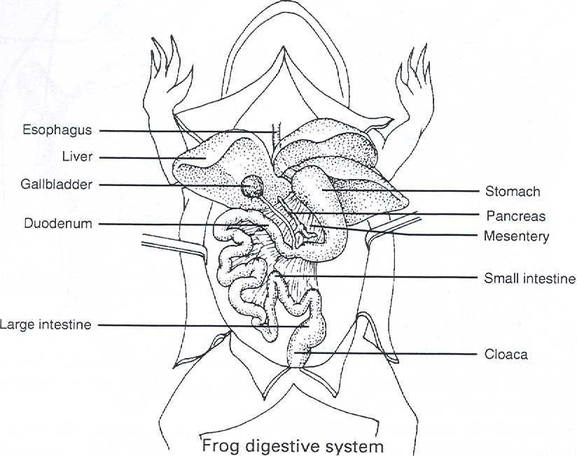 Frog External Anatomy Worksheet Answers Anatomy Worksheets