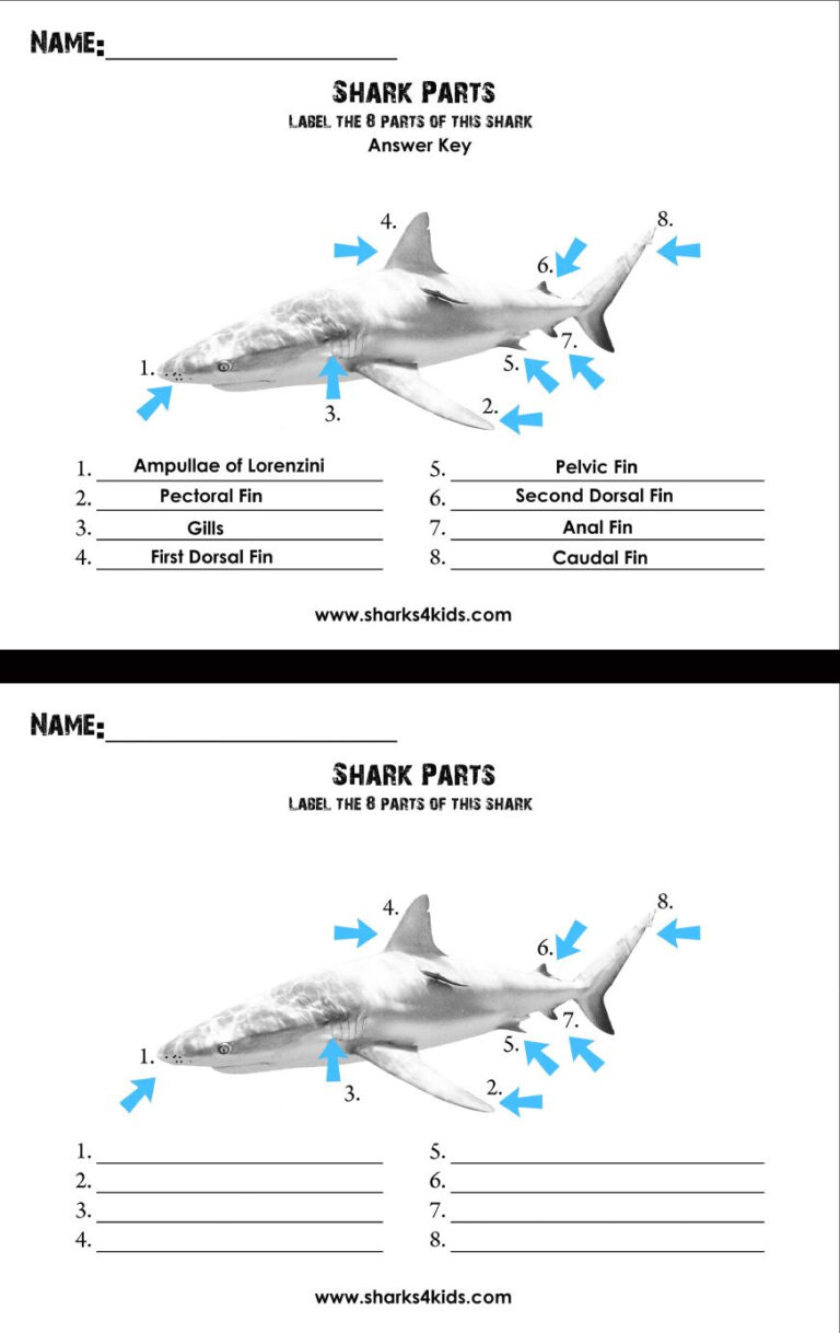 Shark Dissection Worksheet Answer Key