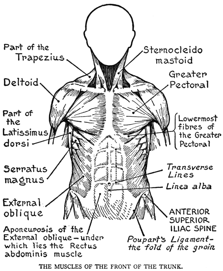 Human Body Printables For Preschoolers Anatomy Worksheets
