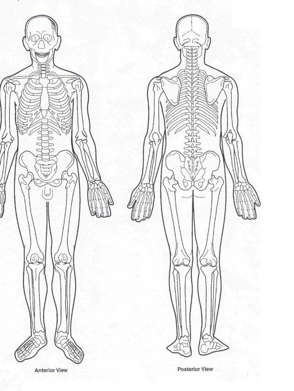 Human Body Muscle Diagrams | Anatomy Worksheets
