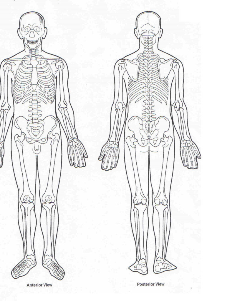 Human Body Muscle Diagrams | Anatomy Worksheets