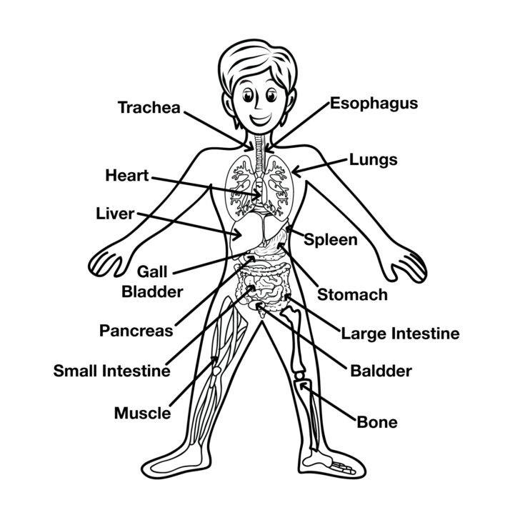 Free Printable Diagrams Human Body Systems Anatomy Worksheets