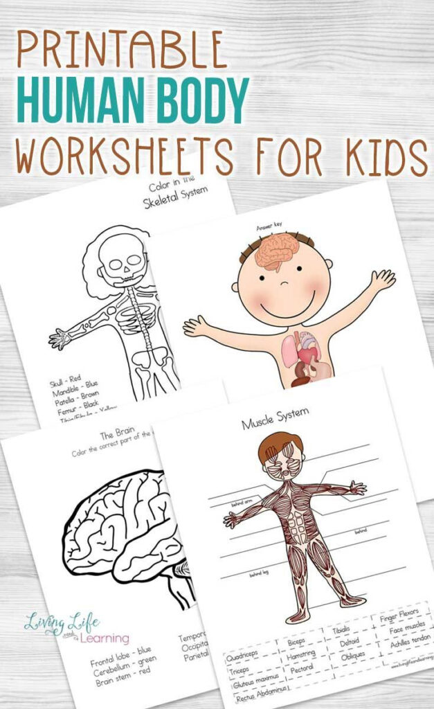 Anatomy Worksheet For Kids | Anatomy Worksheets