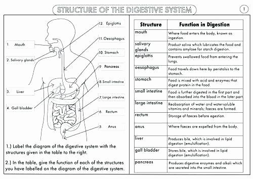 Human Anatomy Worksheets For Middle School Anatomy Worksheets