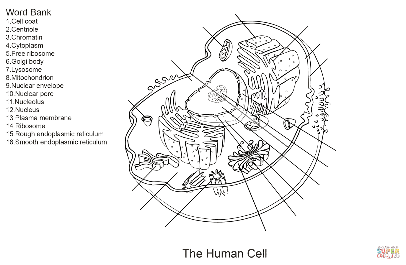 Anatomy Of A Cell Worksheet Anatomy Worksheets
