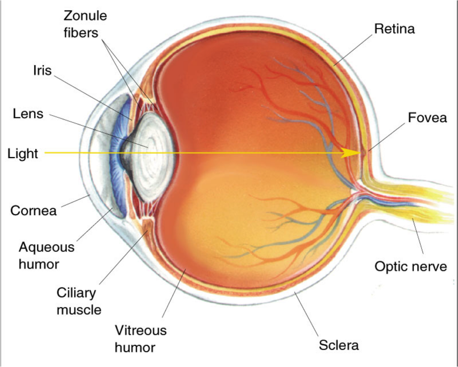 Eye Anatomy Diagram Printable – Anatomy Worksheets