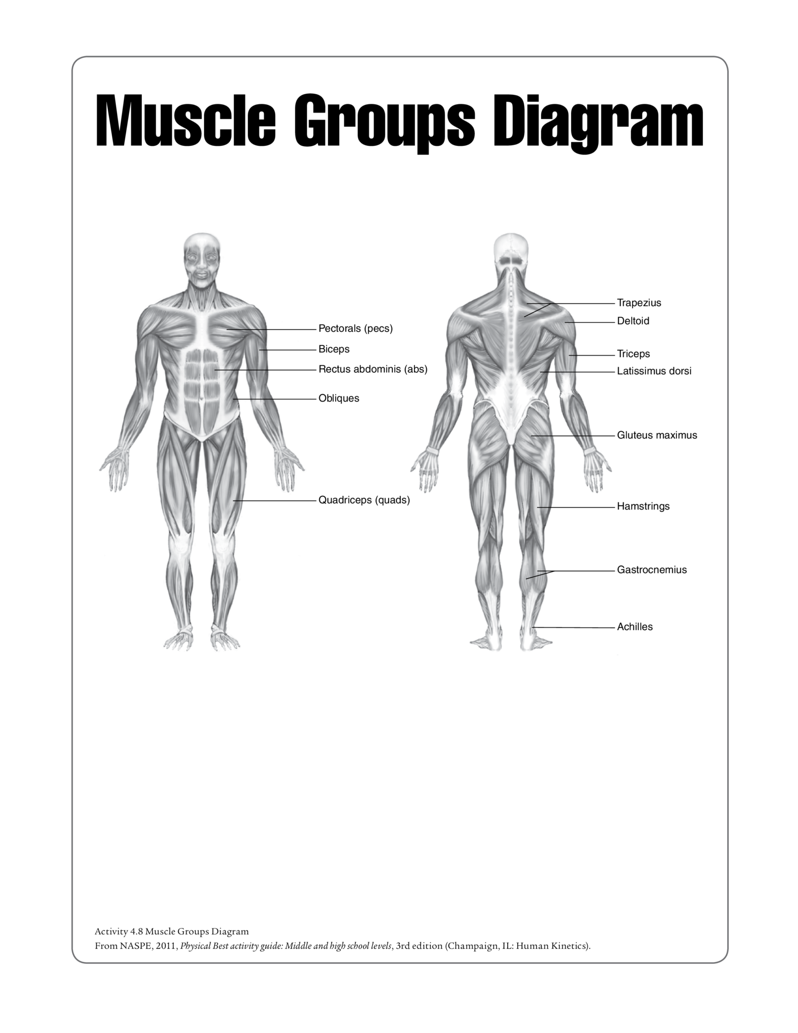 Printable Human Muscle Chart | Anatomy Worksheets