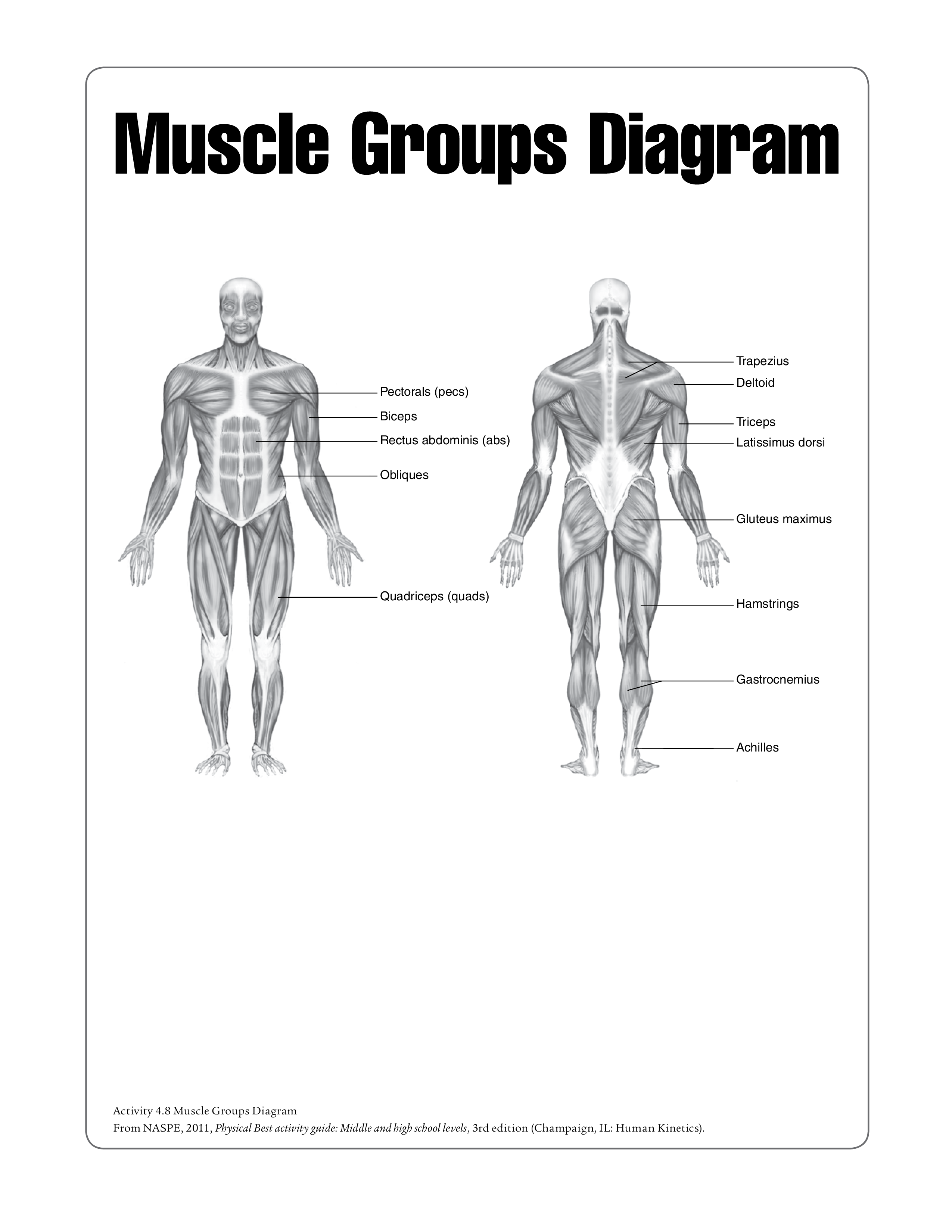 Printable Human Muscle Chart Anatomy Worksheets