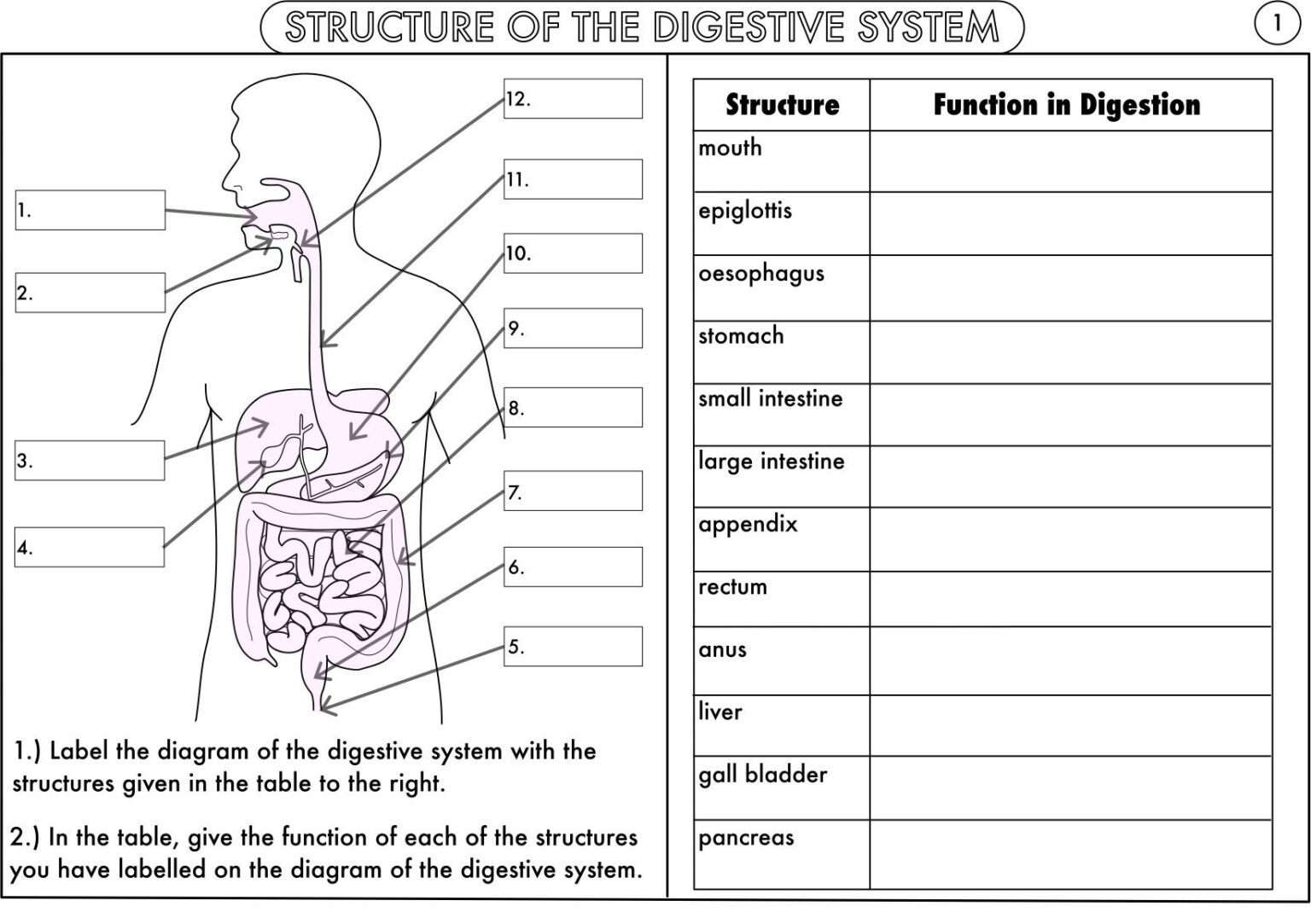 Digestive Anatomy Worksheet | Anatomy Worksheets