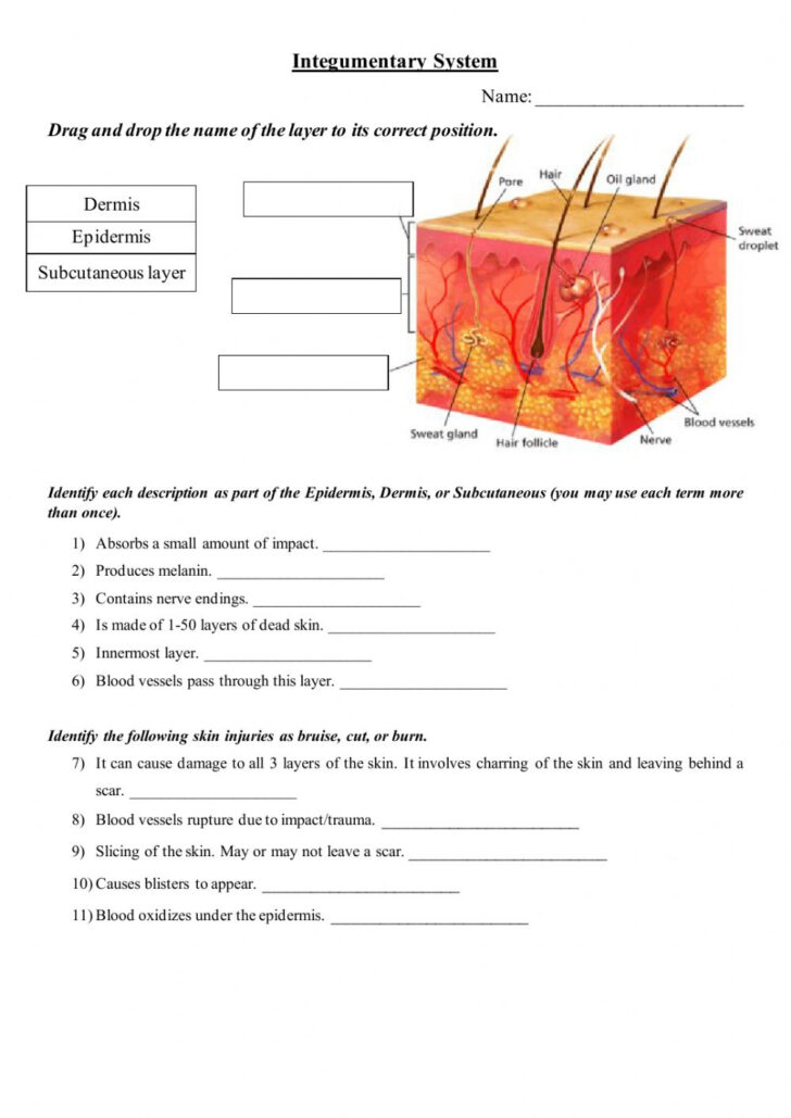 Integumentary System Interactive Worksheet | Anatomy Worksheets