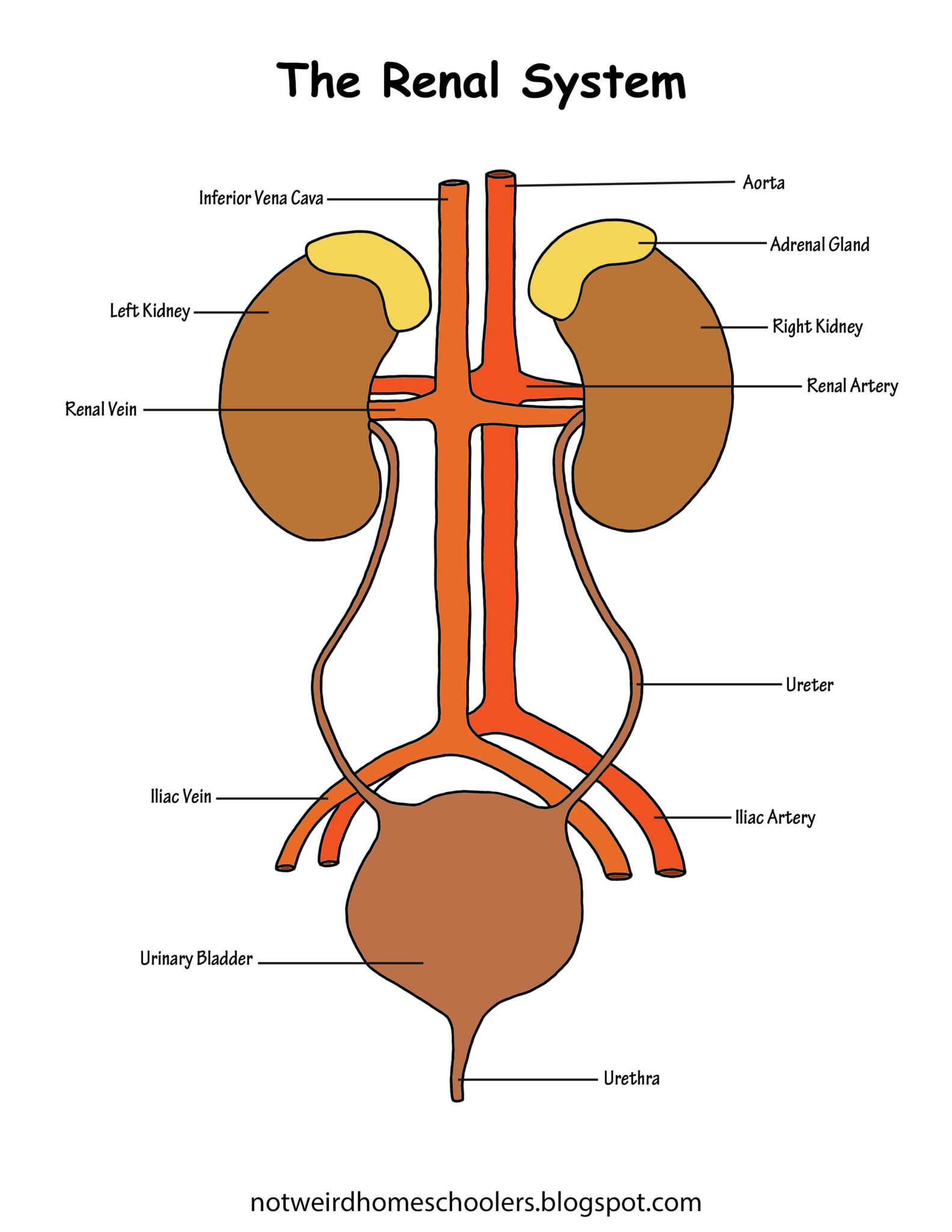 kidney-anatomy-fill-in-the-blank-kidkads-anatomy-worksheets