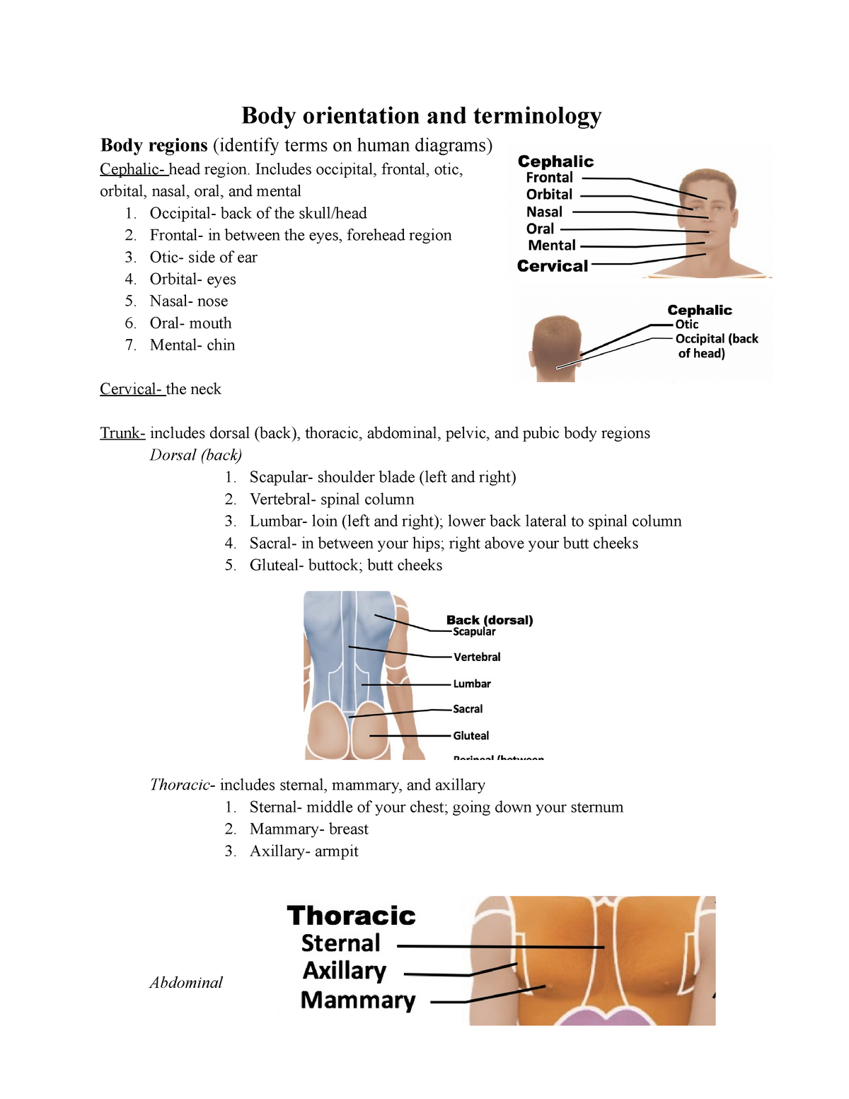 Anatomy And Physiology Lab Worksheets Anatomy Worksheets Anatomy And Physiology Lab Worksheets Anatomy Worksheets