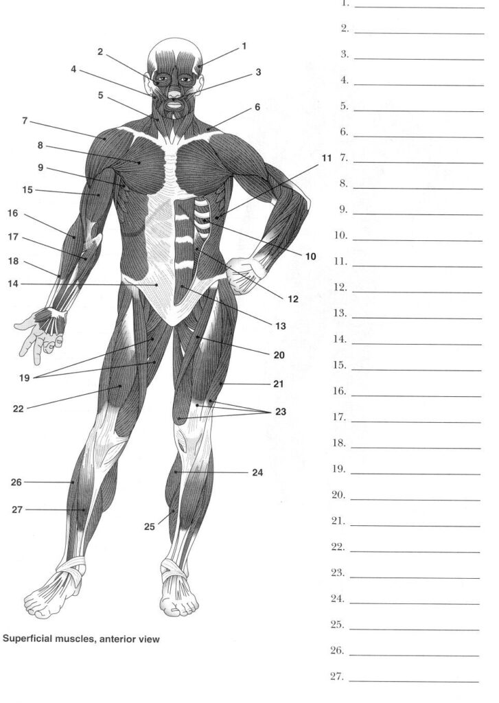 Anatomy Muscle Labeling Worksheet | Anatomy Worksheets