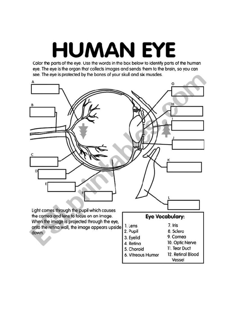Label The Eye Worksheet | Anatomy Worksheets