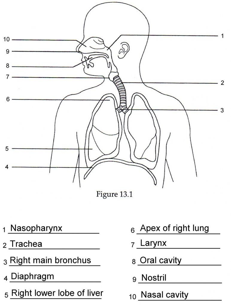 The Greatest Show Anatomy Worksheet Answers Anatomy Worksheets The Greatest Show Anatomy Worksheet Answers Anatomy Worksheets