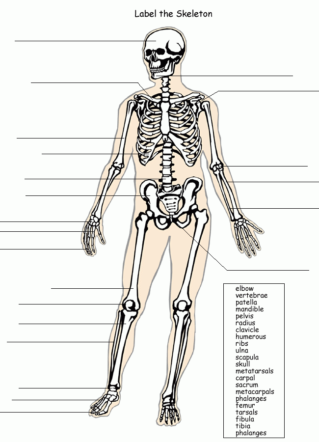 Skeleton Anatomy Worksheet Anatomy Worksheets Skeleton Anatomy Worksheet Anatomy Worksheets