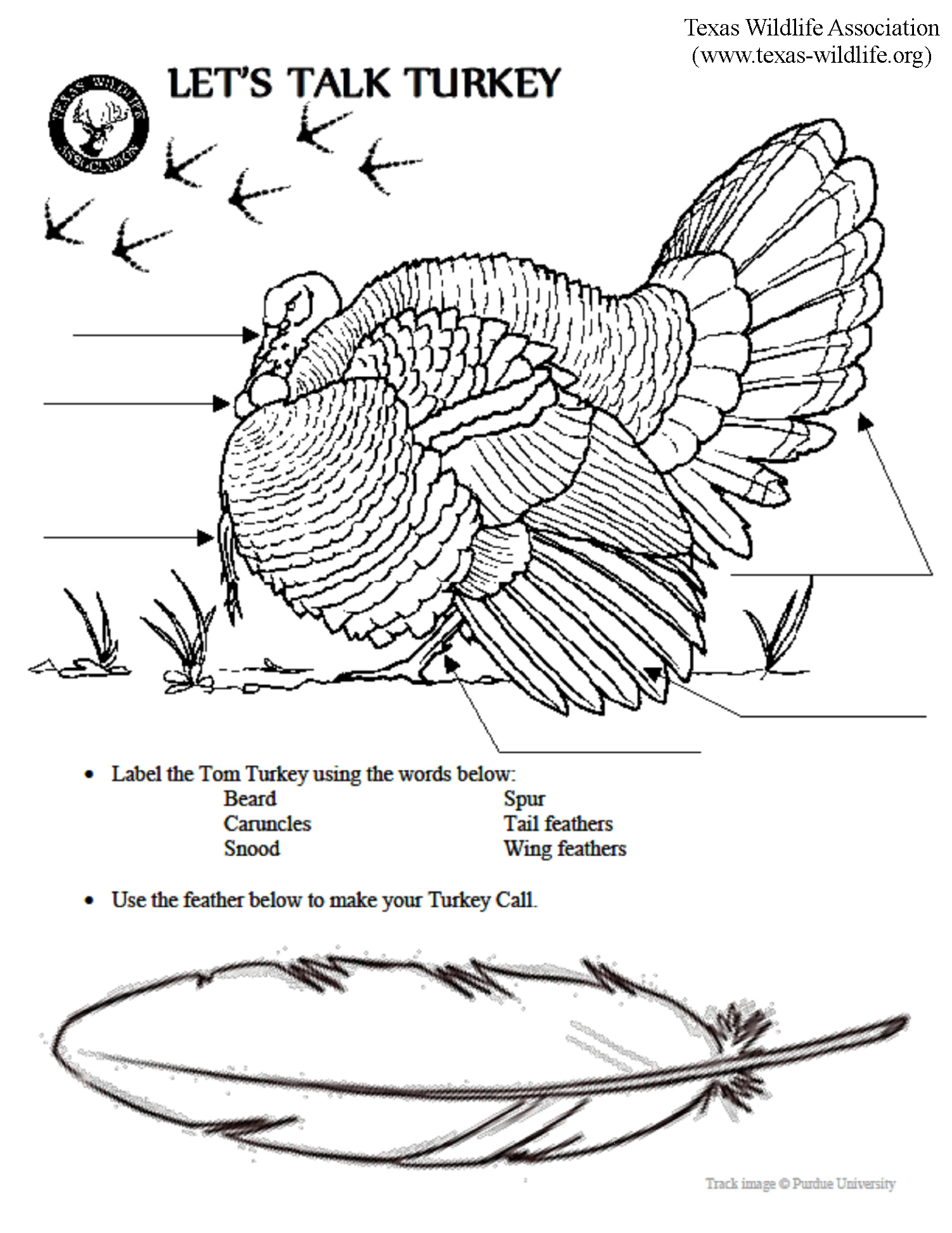 Leaf Anatomy Worksheet Colored Key Anatomy Worksheets