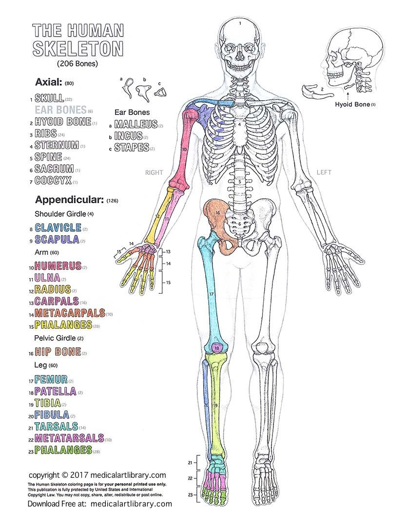 Free Printable Anatomy Diagrams Anatomy Worksheets