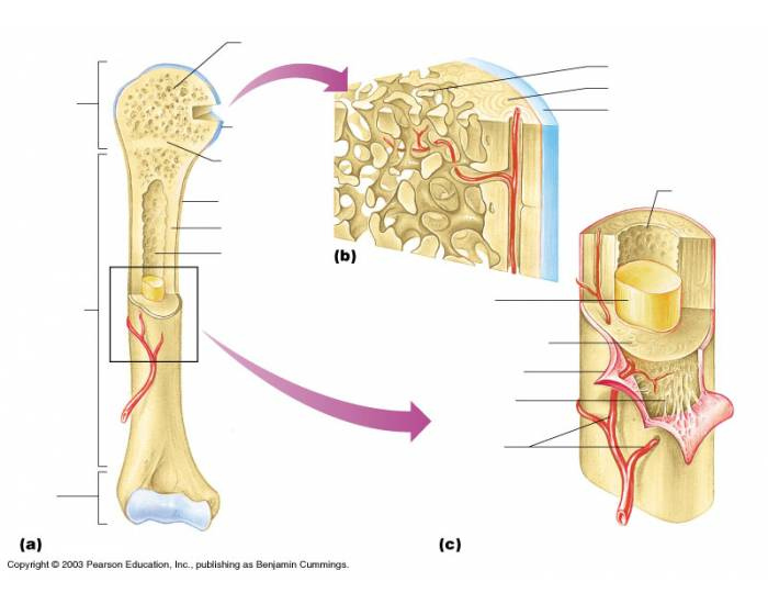 Gross Anatomy Of The Typical Long Bone Worksheet Answers Anatomy 