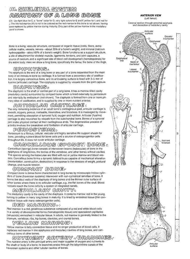 Anatomy Of A Long Bone Worksheet Answers Anatomy Worksheets