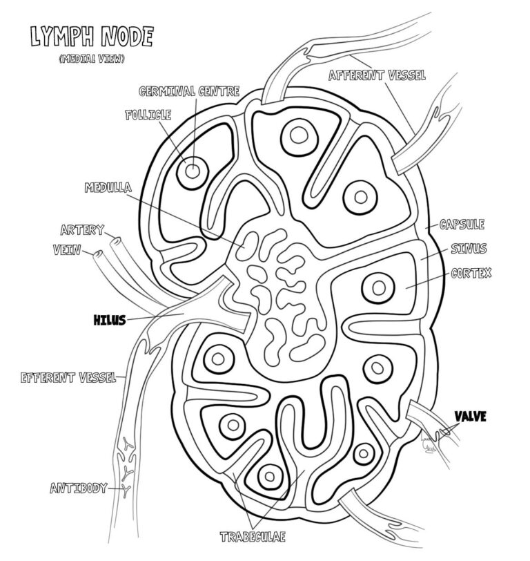 Lymphatic System Worksheet Honors Anatomy | Anatomy Worksheets