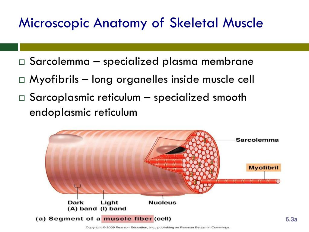 Microscopic Anatomy Of Skeletal Muscle Worksheet