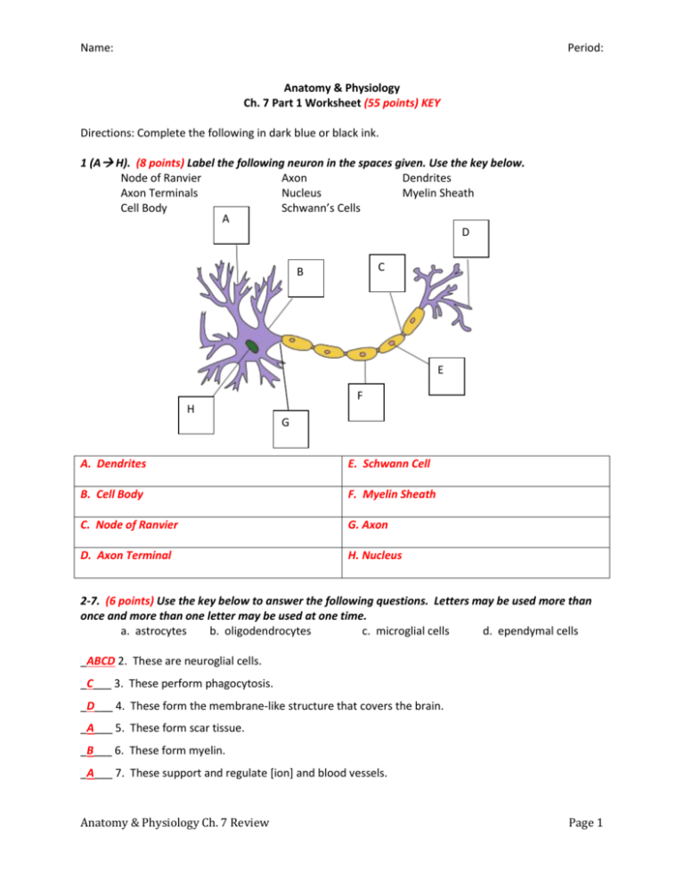 Neuron Anatomy Activity Worksheet Answers | Anatomy Worksheets