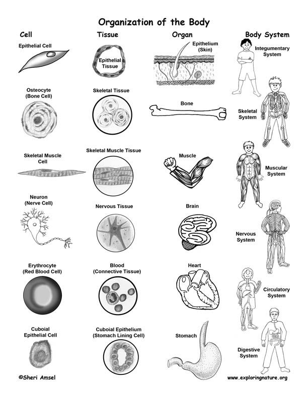 Levels Of Organization Anatomy Worksheet Anatomy Worksheets
