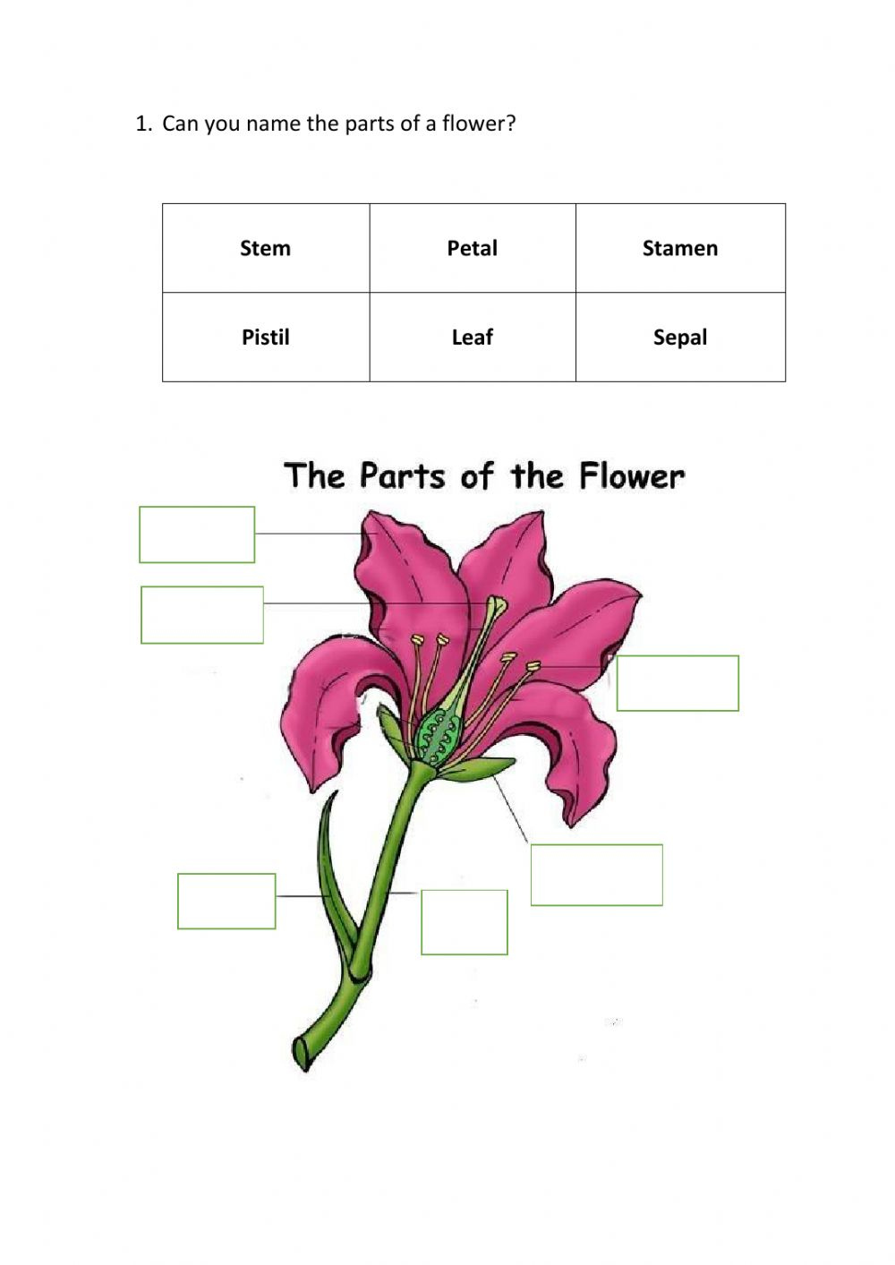 Anatomy Of A Flower Super Teacher Worksheets Anatomy Worksheets