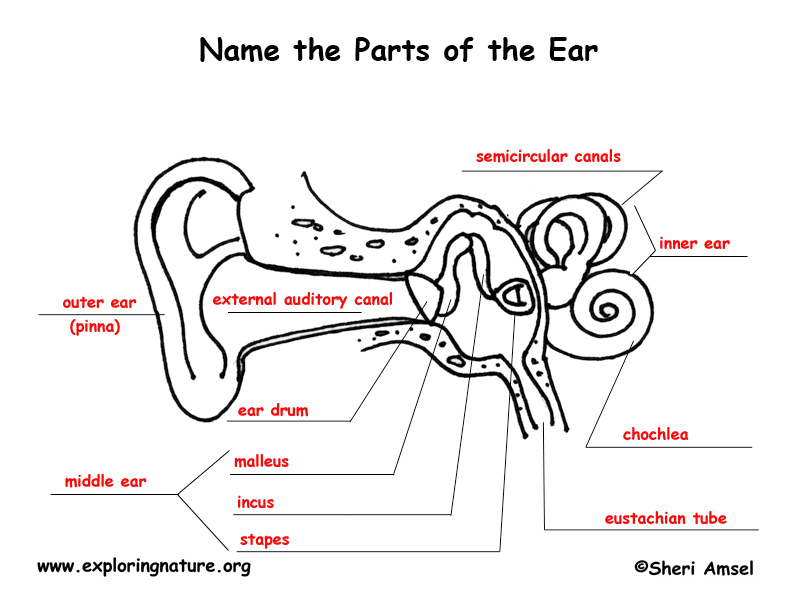 Label The Ear Anatomy Diagram Worksheet Answers Anatomy Worksheets Label The Ear Anatomy Diagram Worksheet Answers Anatomy Worksheets