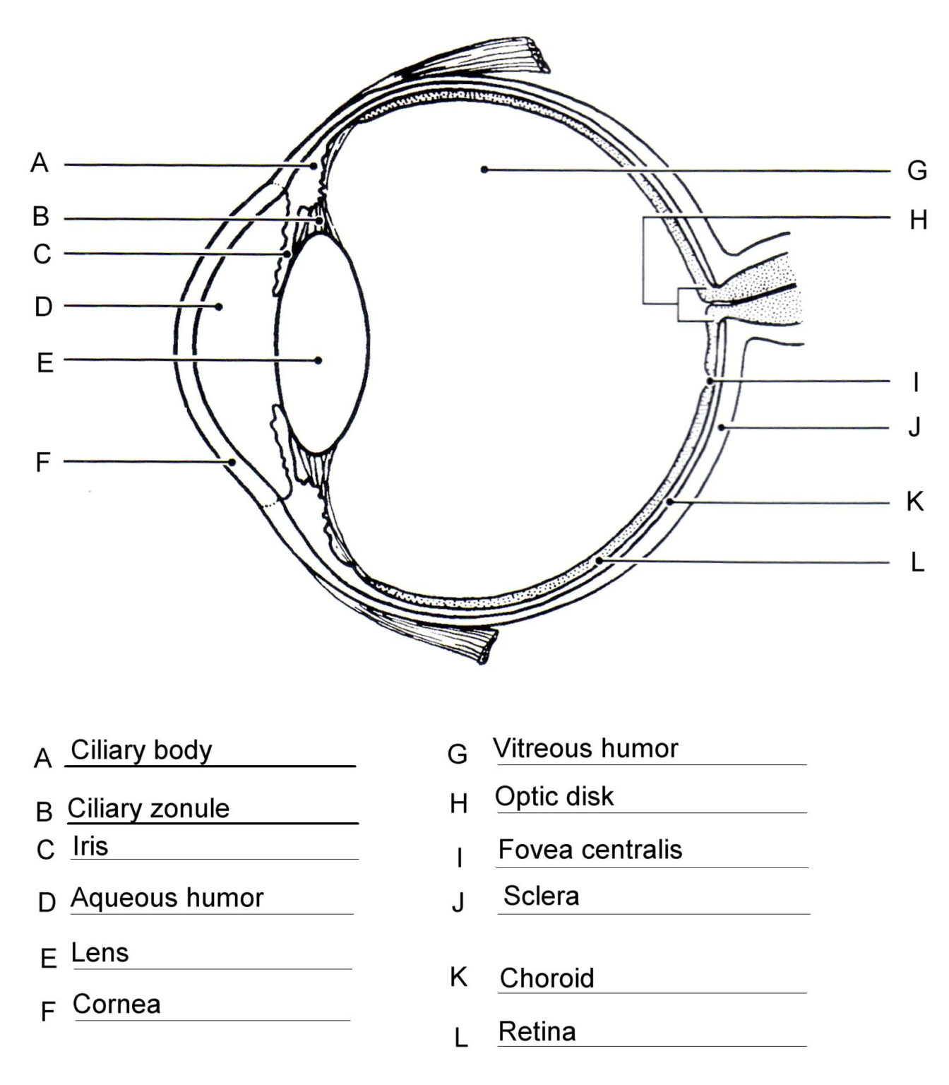 Anatomy Worksheet Eye | Anatomy Worksheets