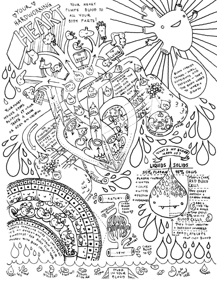 Anatomy And Physiology Coloring Workbook Answers Anatomy Worksheets Anatomy And Physiology Coloring Workbook Answers Anatomy Worksheets