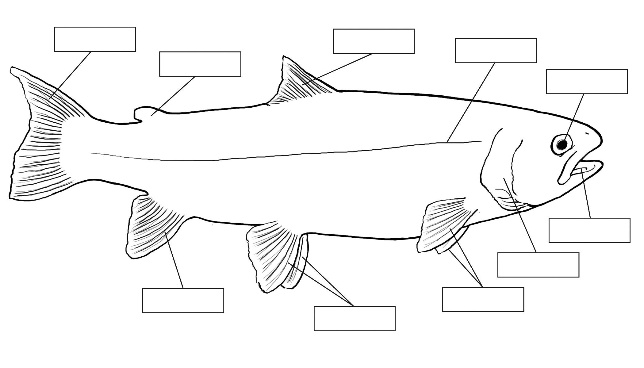 Internal Fish Anatomy Worksheet Anatomy Worksheets