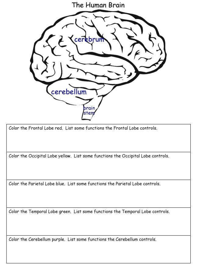 Student Worksheet Brain Anatomy Activity 1a Answers Anatomy Worksheets