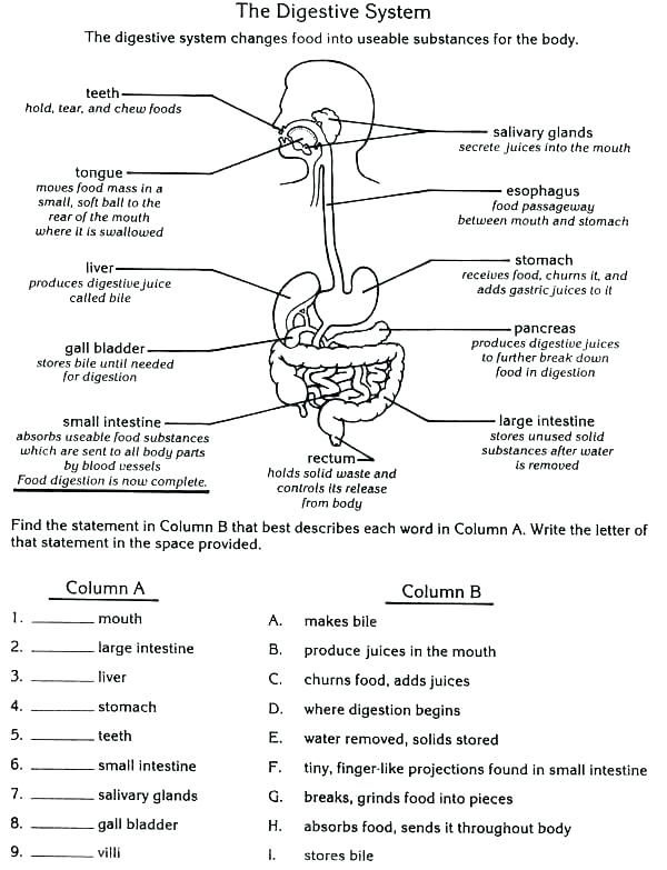 Introduction To Human Anatomy And Physiology Worksheet Anatomy Worksheets