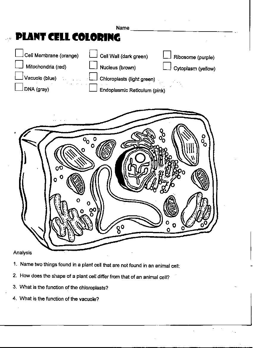 Anatomy Of The Composite Cell Worksheet Answers Anatomy Worksheets Anatomy Of The Composite Cell Worksheet Answers Anatomy Worksheets