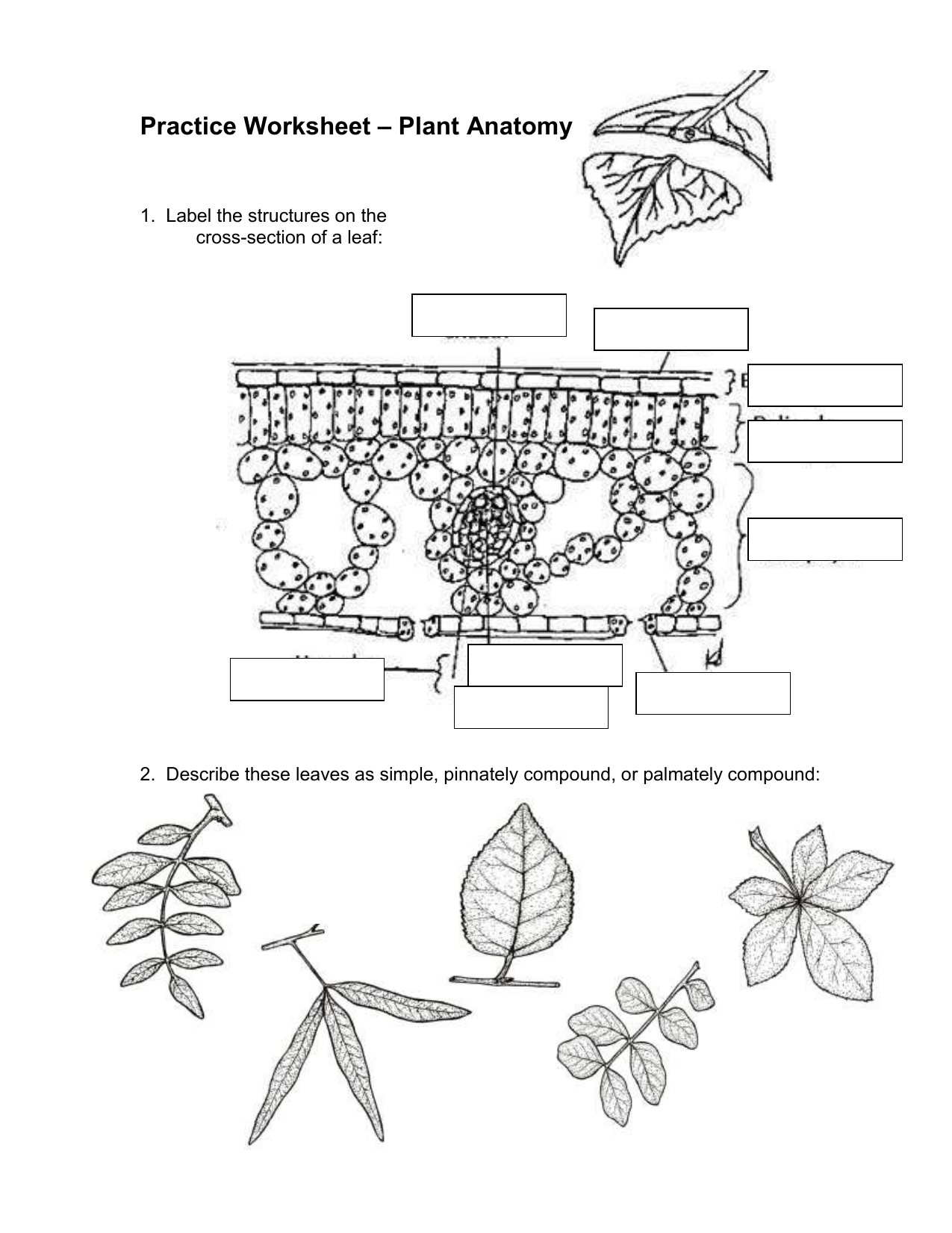 Practice Worksheet Plant Anatomy Answer Key Anatomy Worksheets
