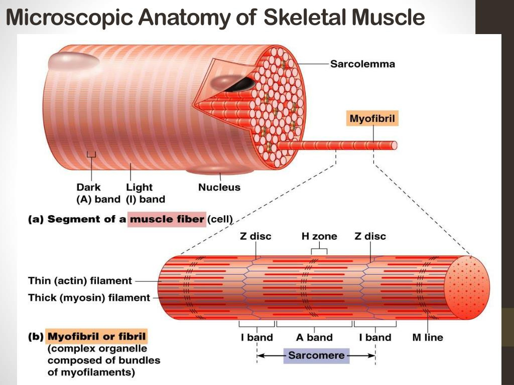 Microscopic Anatomy Of Skeletal Muscle Worksheet Anatomy Worksheets