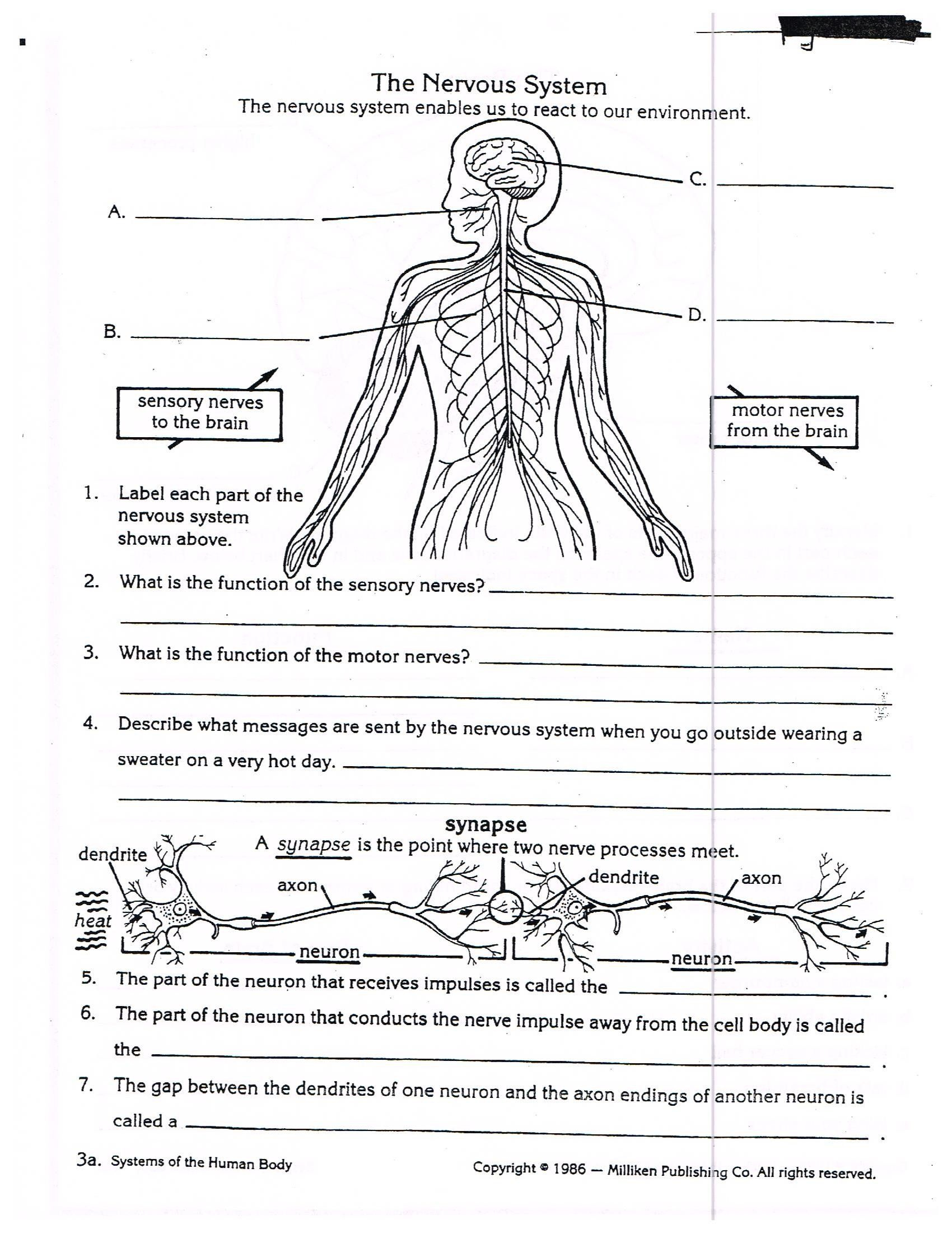 Anatomy And Physiology Worksheets Free Anatomy Worksheets