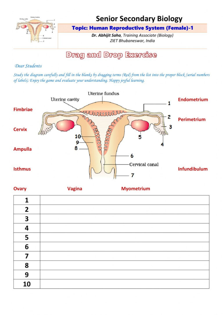 Senior Secondary Biology Human Female Reproductive System 1 Worksheet ...