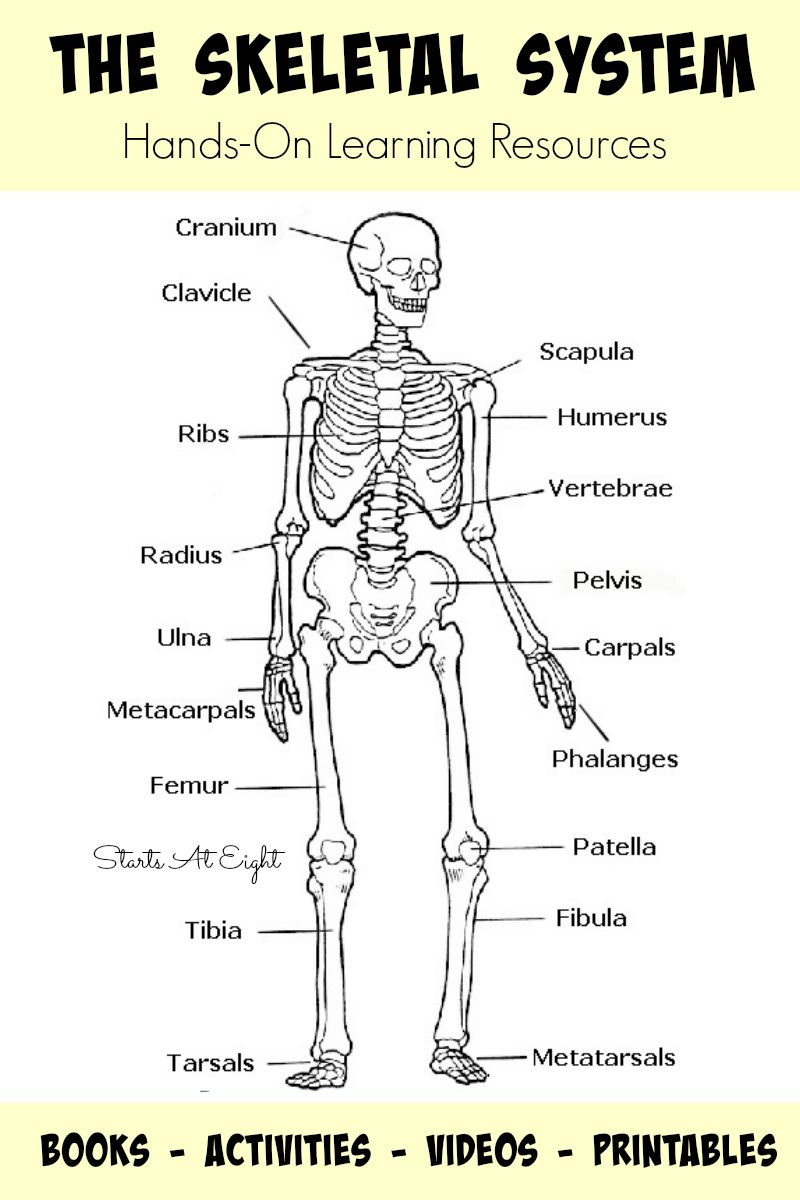 Comparative Skeletal Anatomy Worksheet Answers Anatomy Worksheets