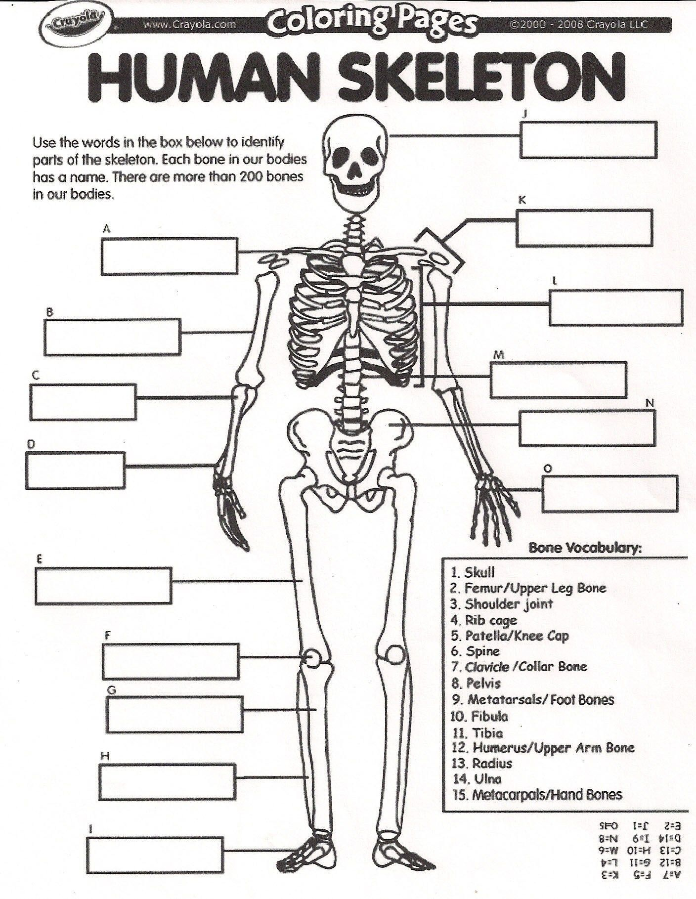 Anatomy And Physiology Skeletal System Worksheet Answers Anatomy
