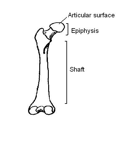 3 4 The Internal Anatomy Of A Bone Worksheet Answers Anatomy Worksheets